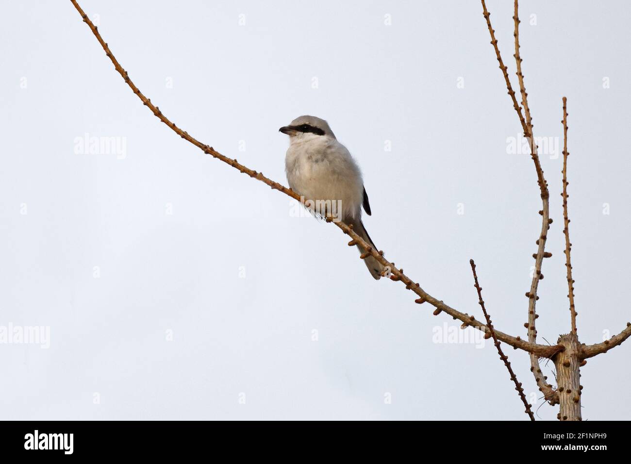 Great grey shrike uk hi-res stock photography and images - Alamy