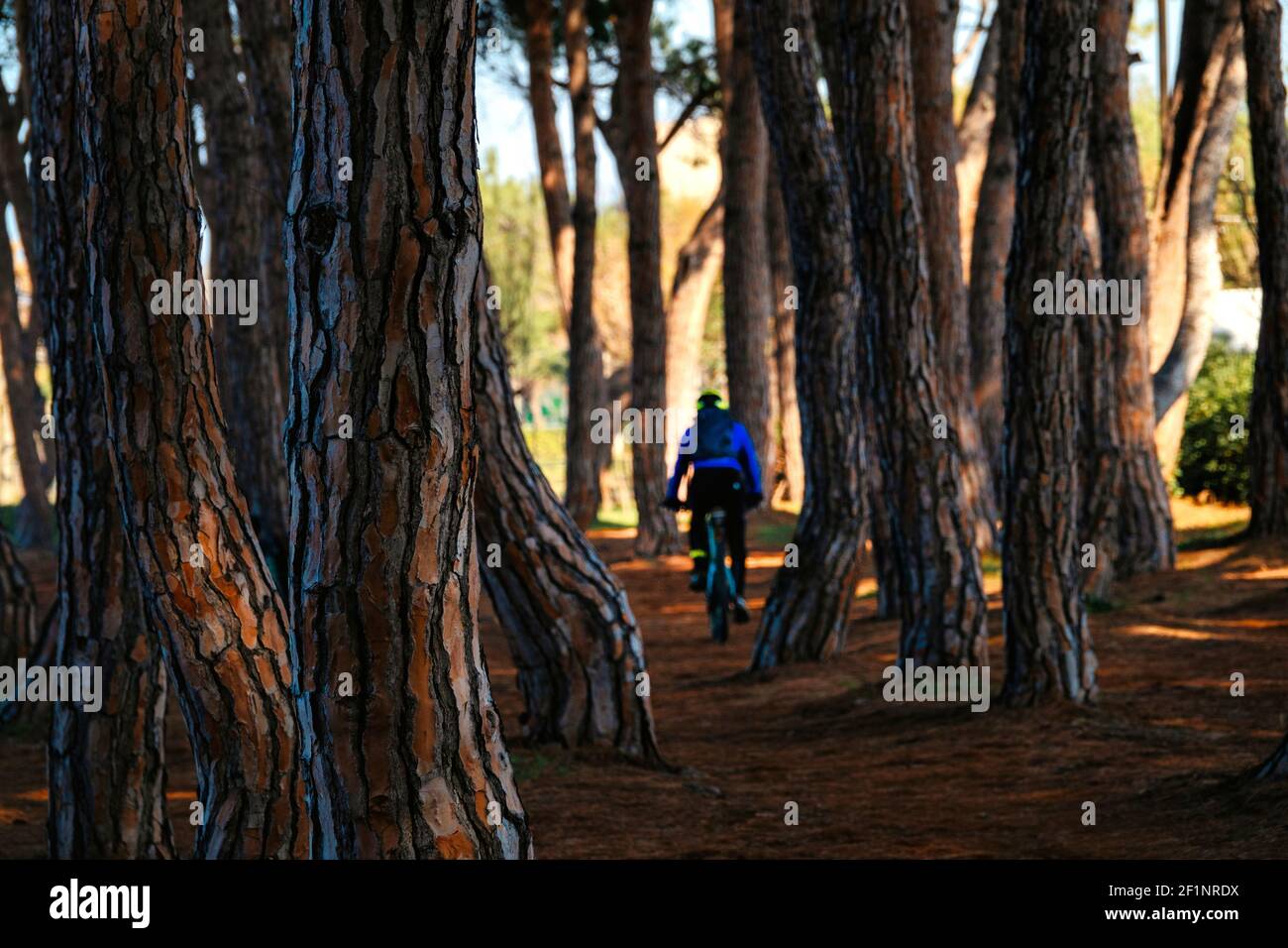 Cyclist in the Pineta Litoranea, Pineto Italy Stock Photo - Alamy