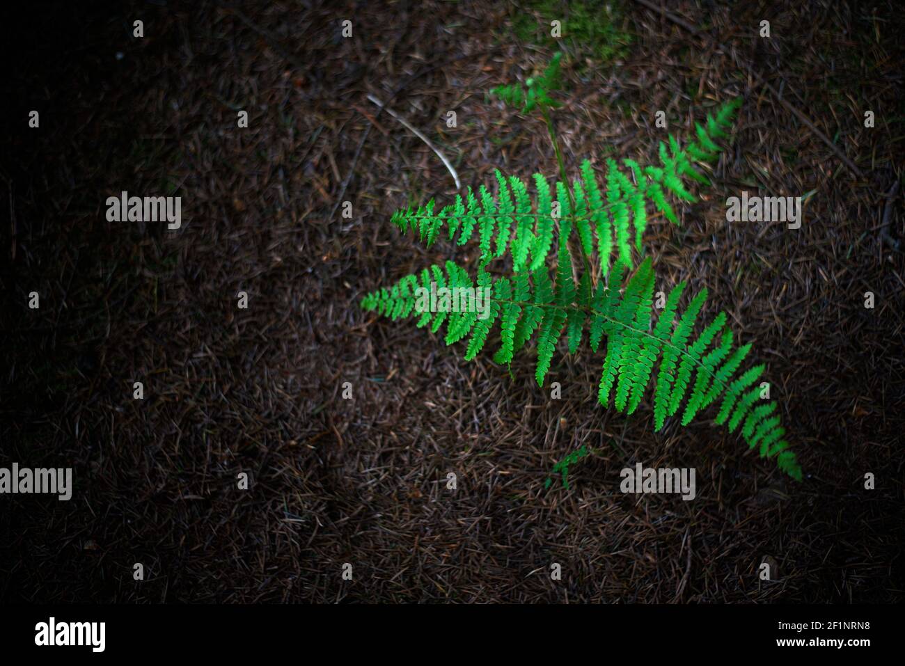 Fern on the dark background Stock Photo - Alamy