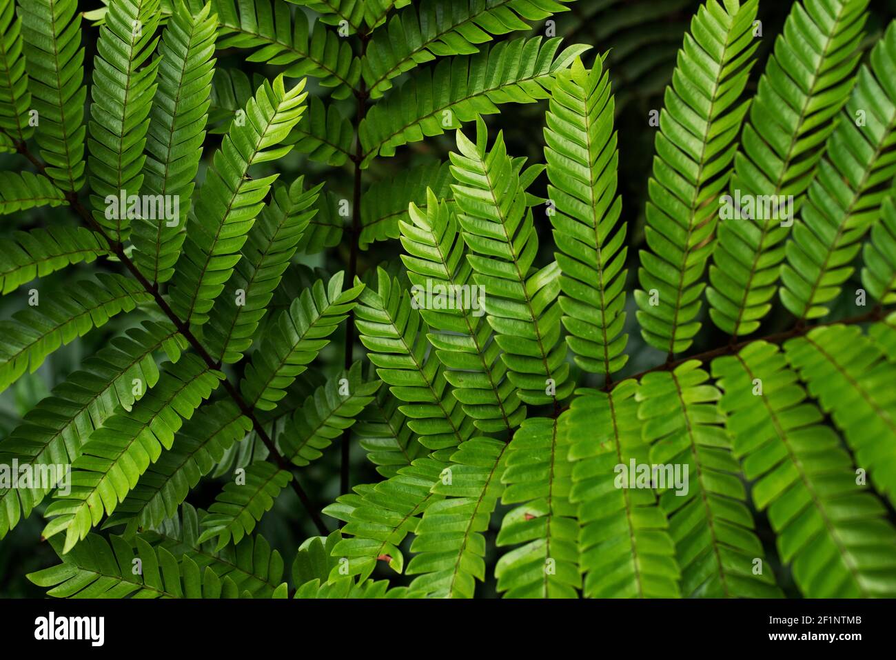 Fan fern hi-res stock photography and images - Alamy
