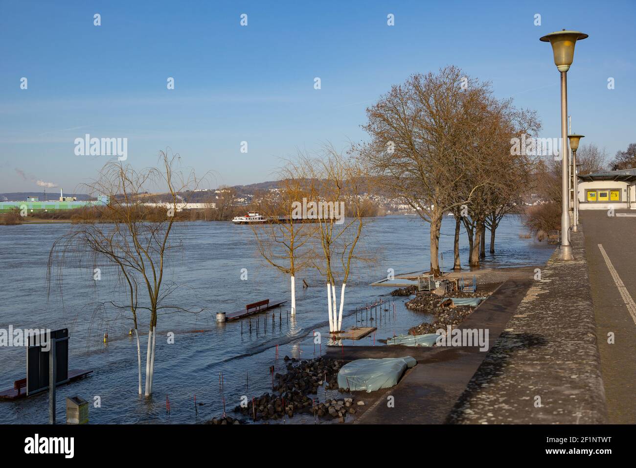 high tide at the river Rhine with young trees in the water Stock Photo ...