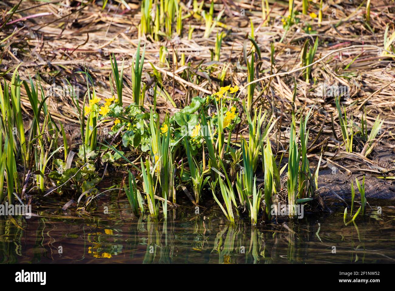 Kingcup, Caltha Palustris, Marsh Marigold yellow flowers on the side of ...