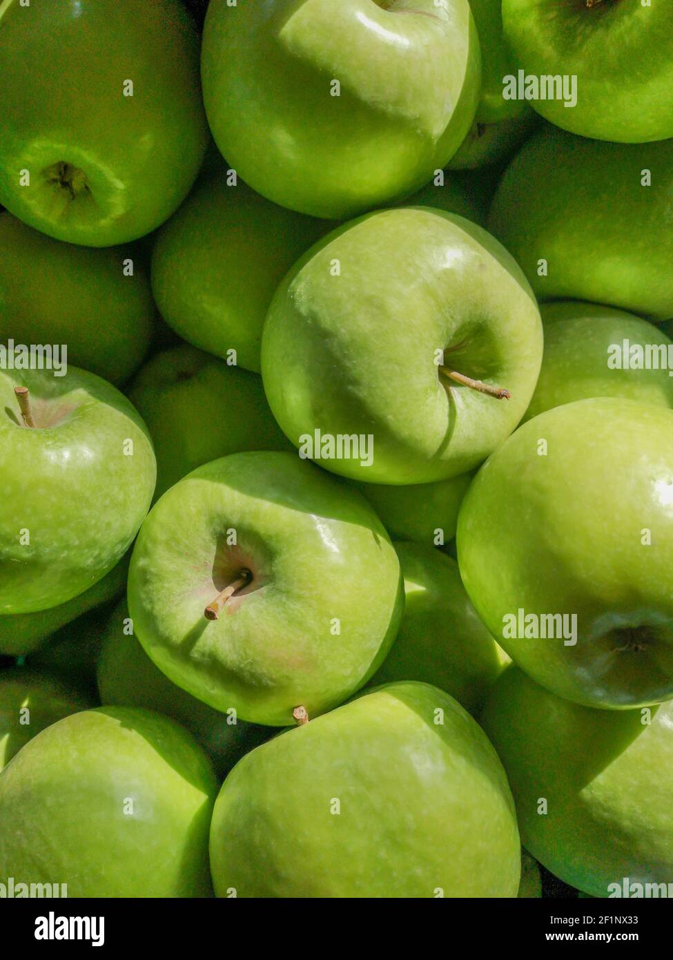 Fresh and organic green apples under sun light with hard shadows ...