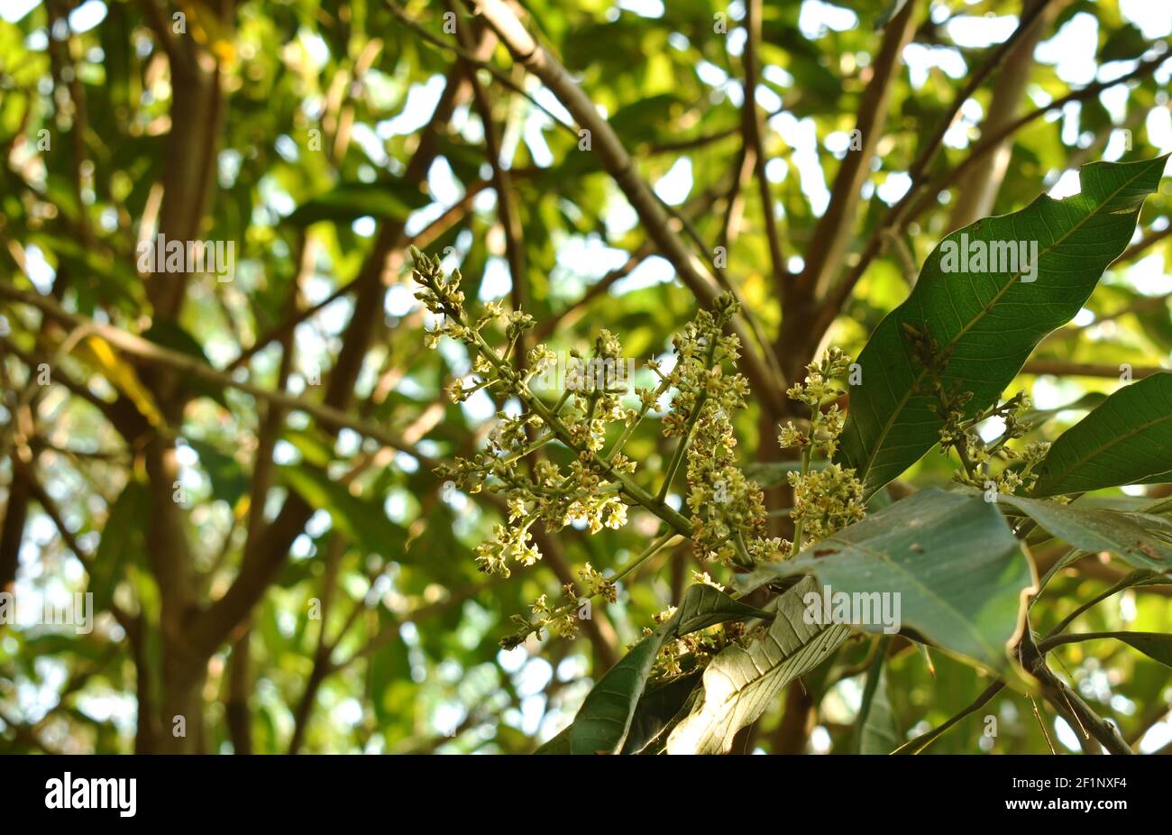 mango flower bloom at treetop and waiting rain for growth to be fruit ...