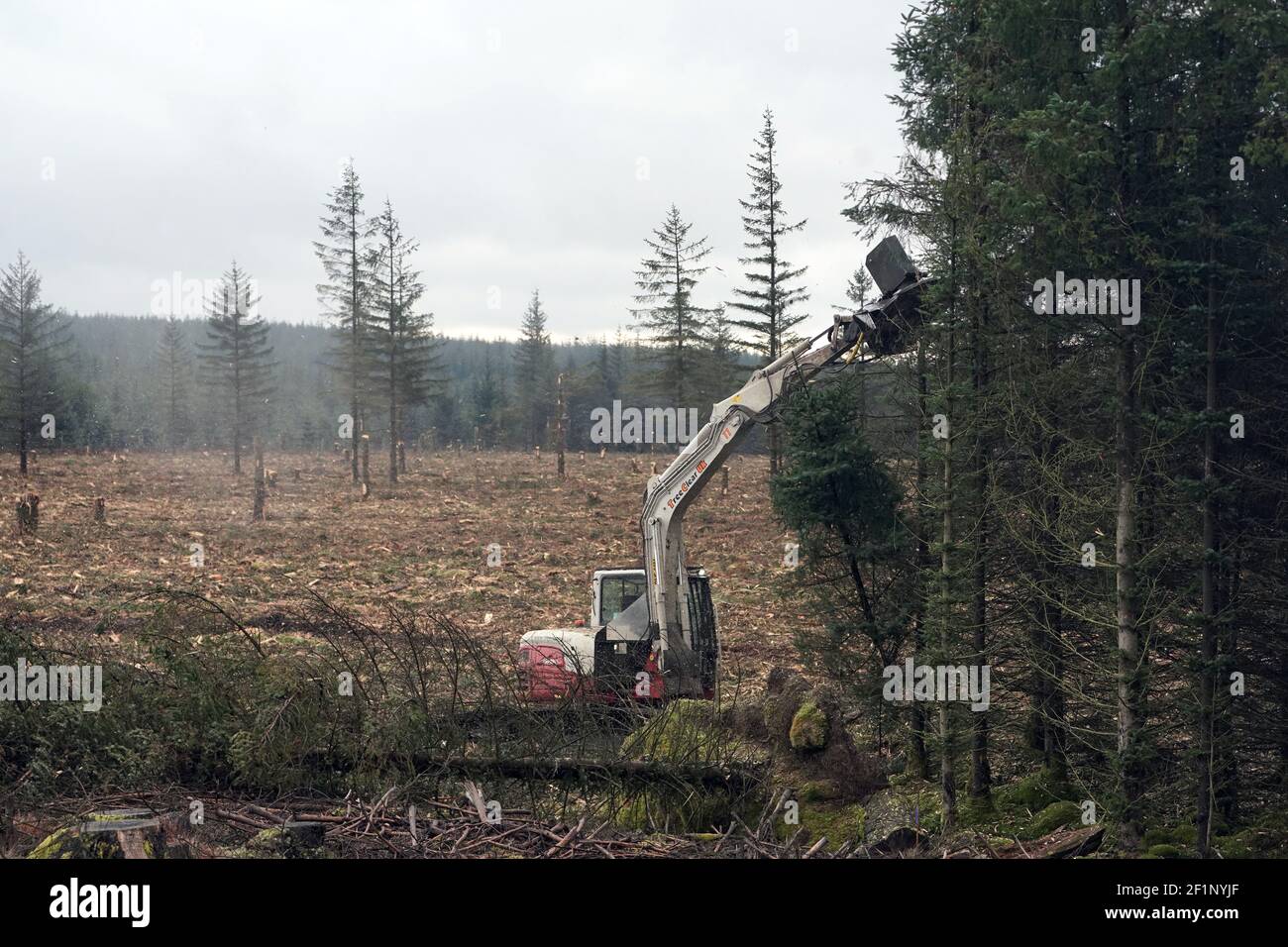 A vertical mulcher machine is used to clear trees during the ...