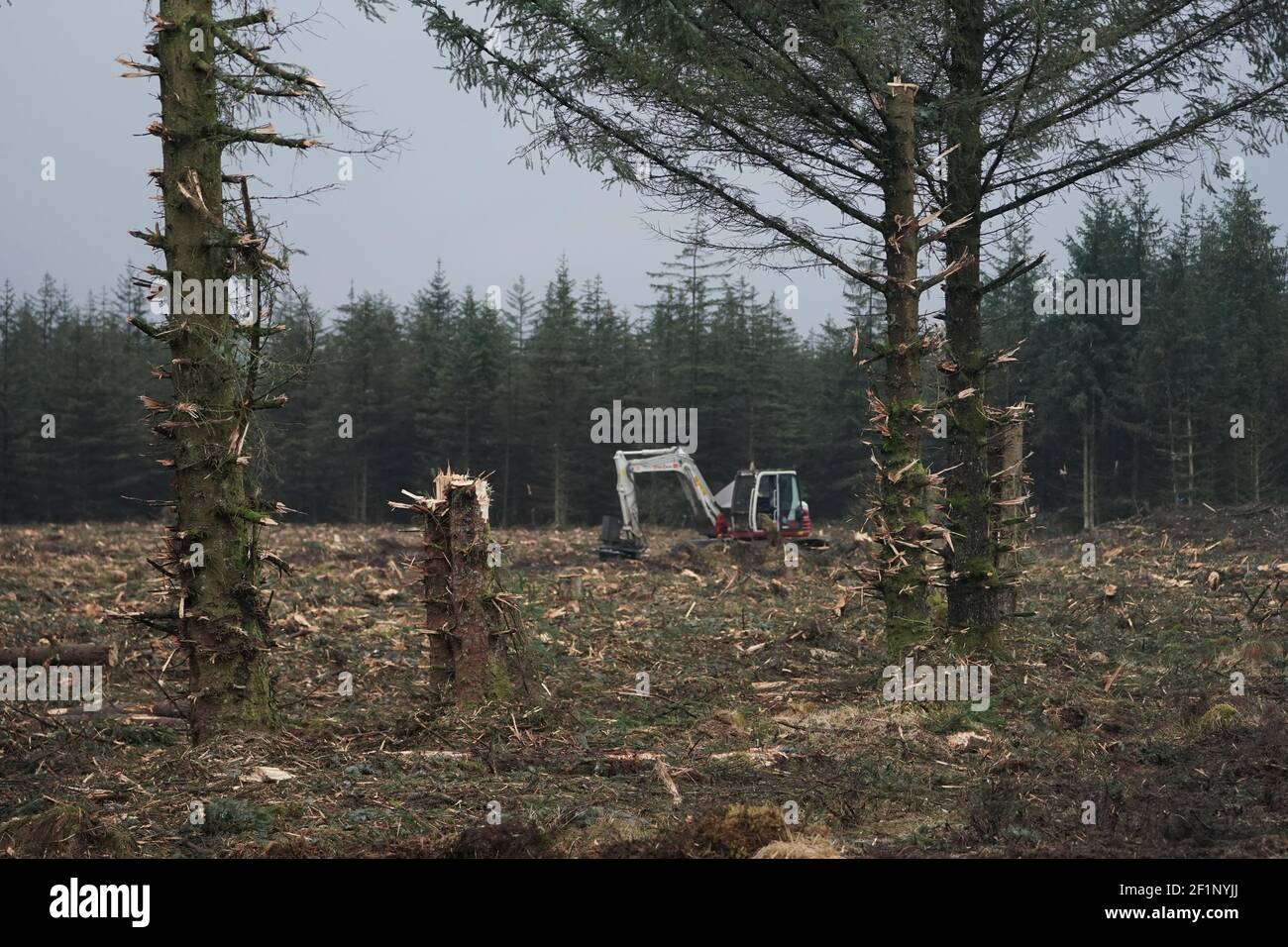 A vertical mulcher machine is used to clear trees during the ...