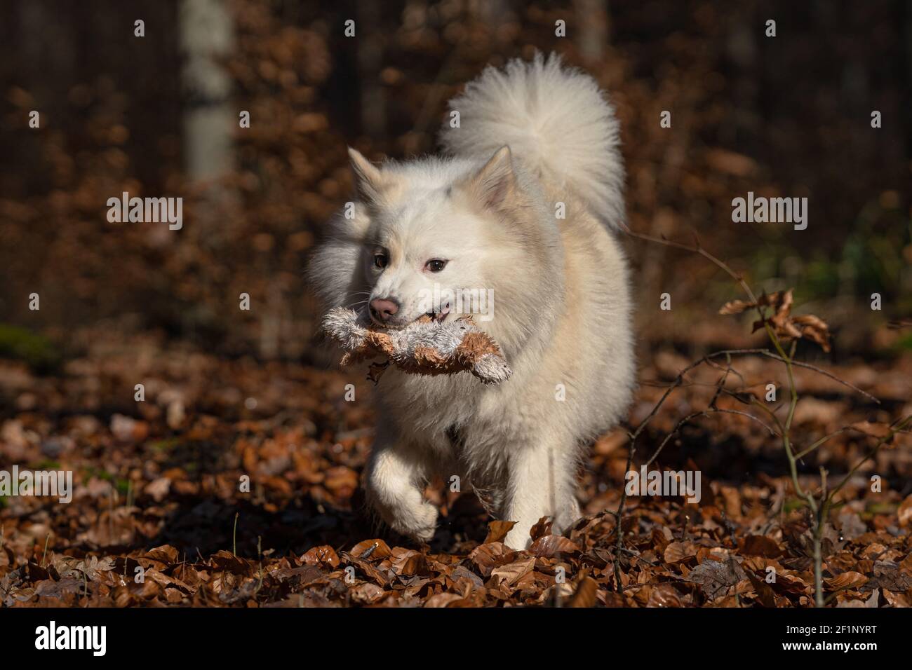 Icelandic sheepdog, FCI recognized dog breed from Iceland Stock Photo ...