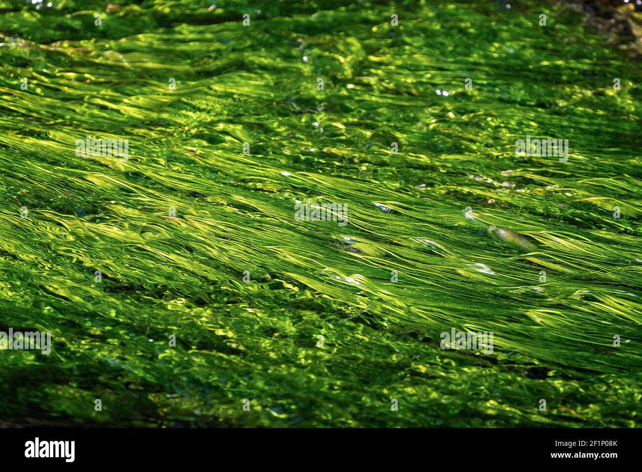Algae growing on water in hi-res stock photography and images - Alamy