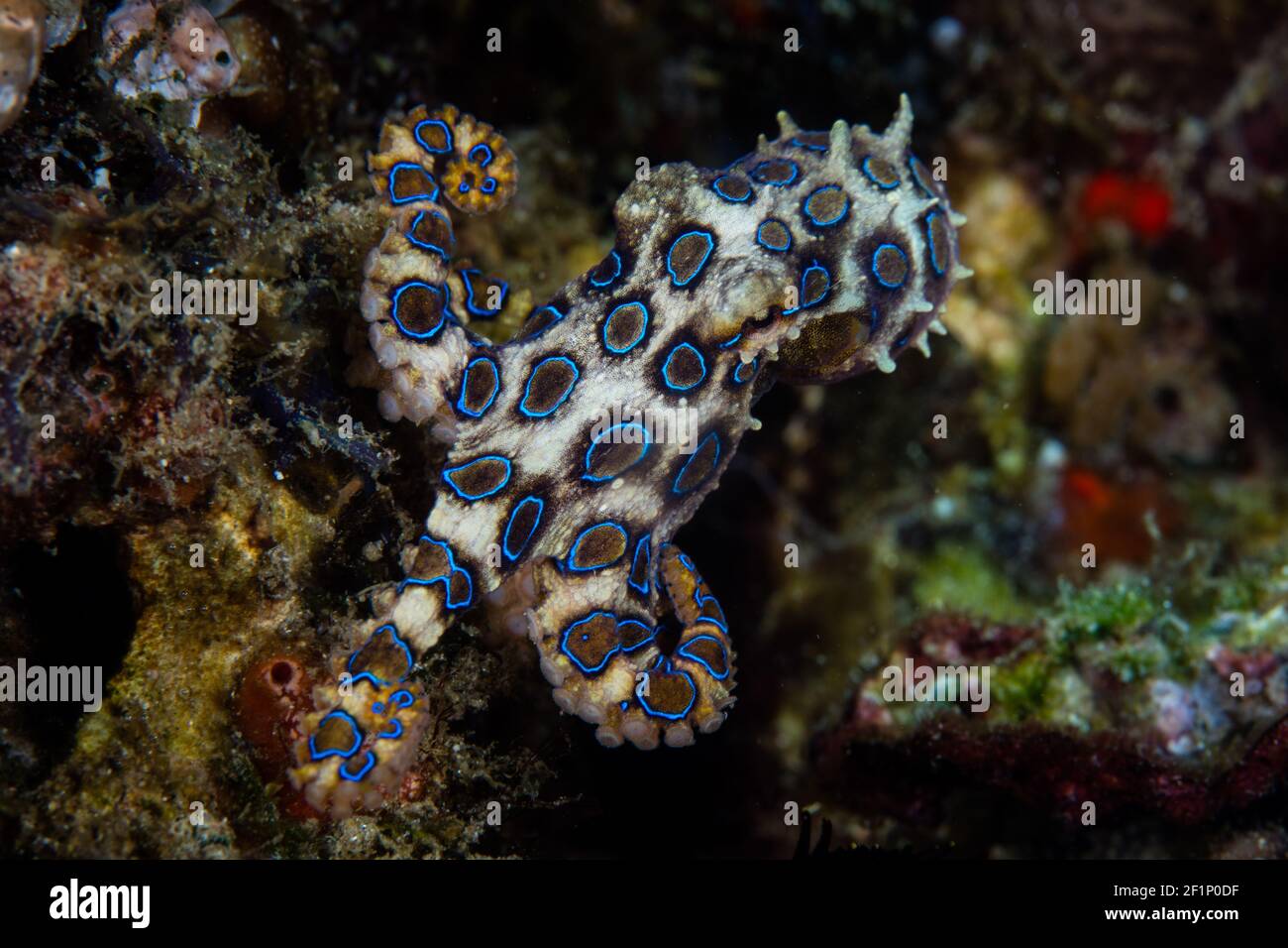A Blue-ring octopus crawls across a coral reef in Komodo National Park ...