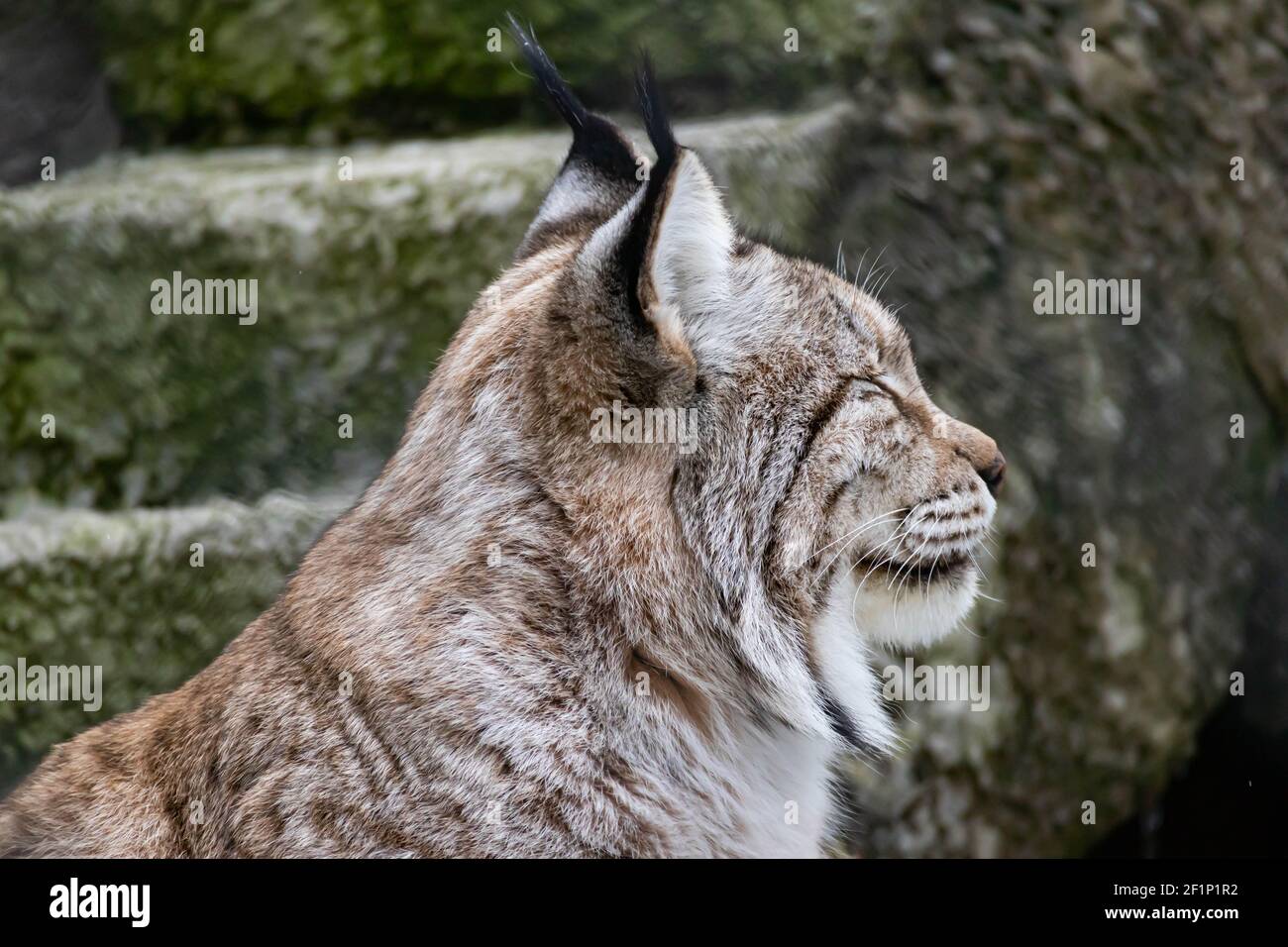 Profile of a lynx hi-res stock photography and images - Alamy
