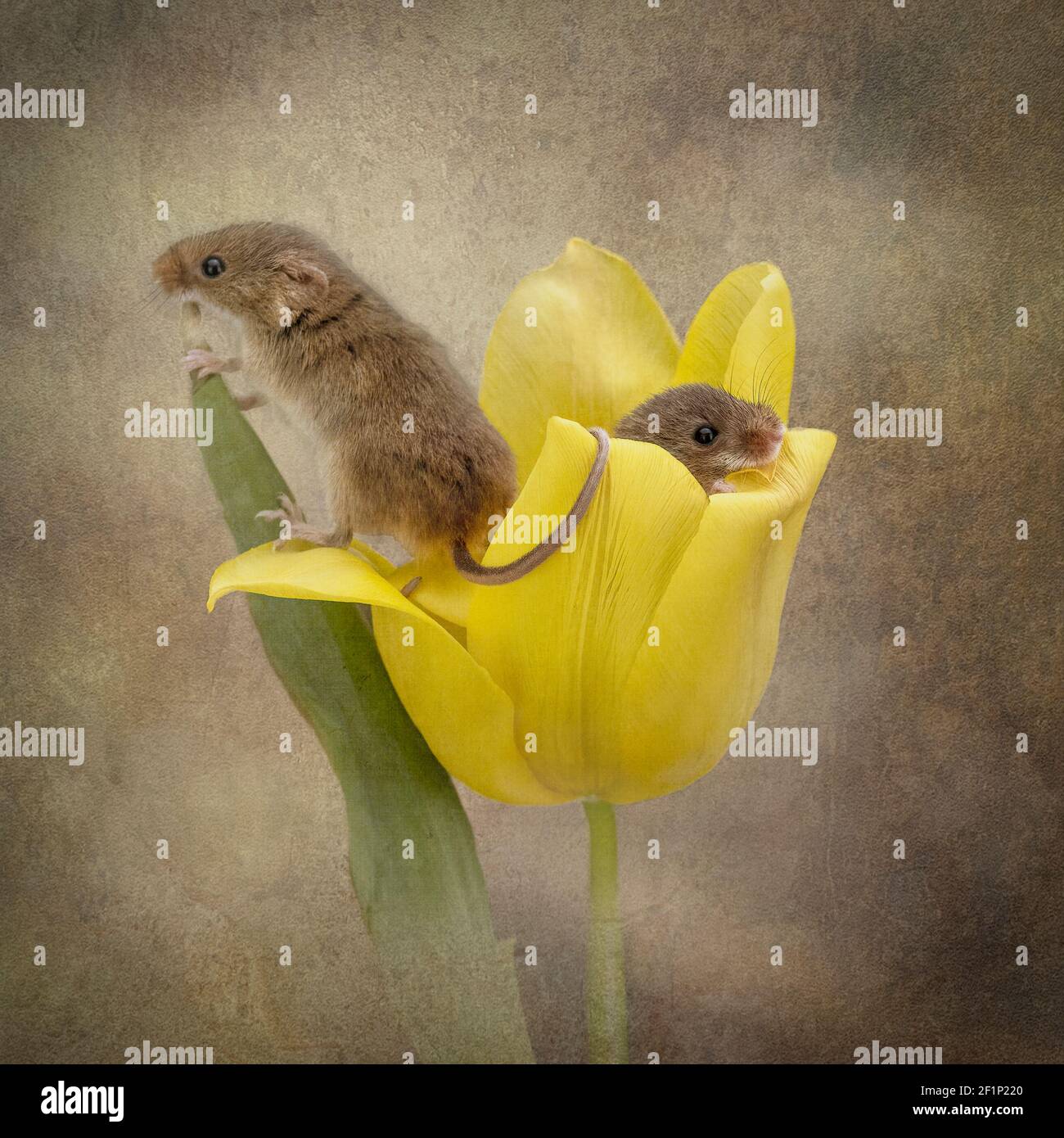 Harvest mice inside a yellow tulip nibbling the leaves Stock Photo - Alamy