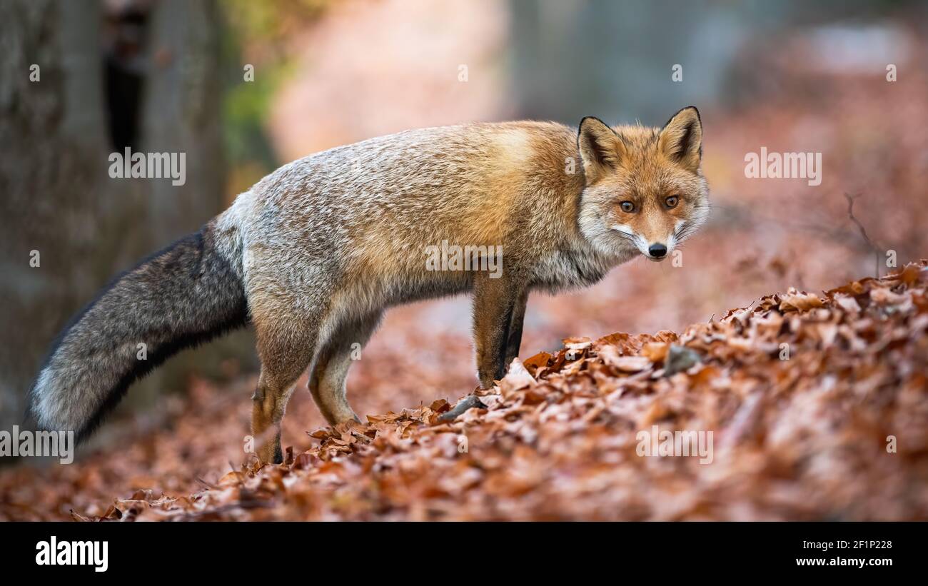 Fox leaf hi-res stock photography and images - Alamy