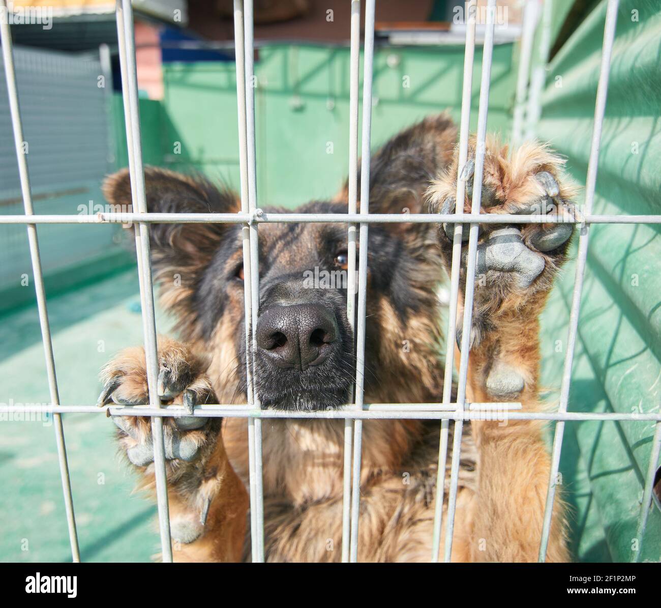 A homeless dog in a shelter Stock Photo - Alamy