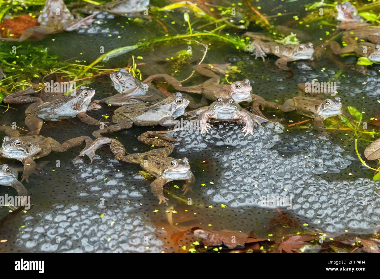Killearn, Stirling, Scotland, UK. 9th Mar, 2021. UK weather - garden wildlife pond full of ...