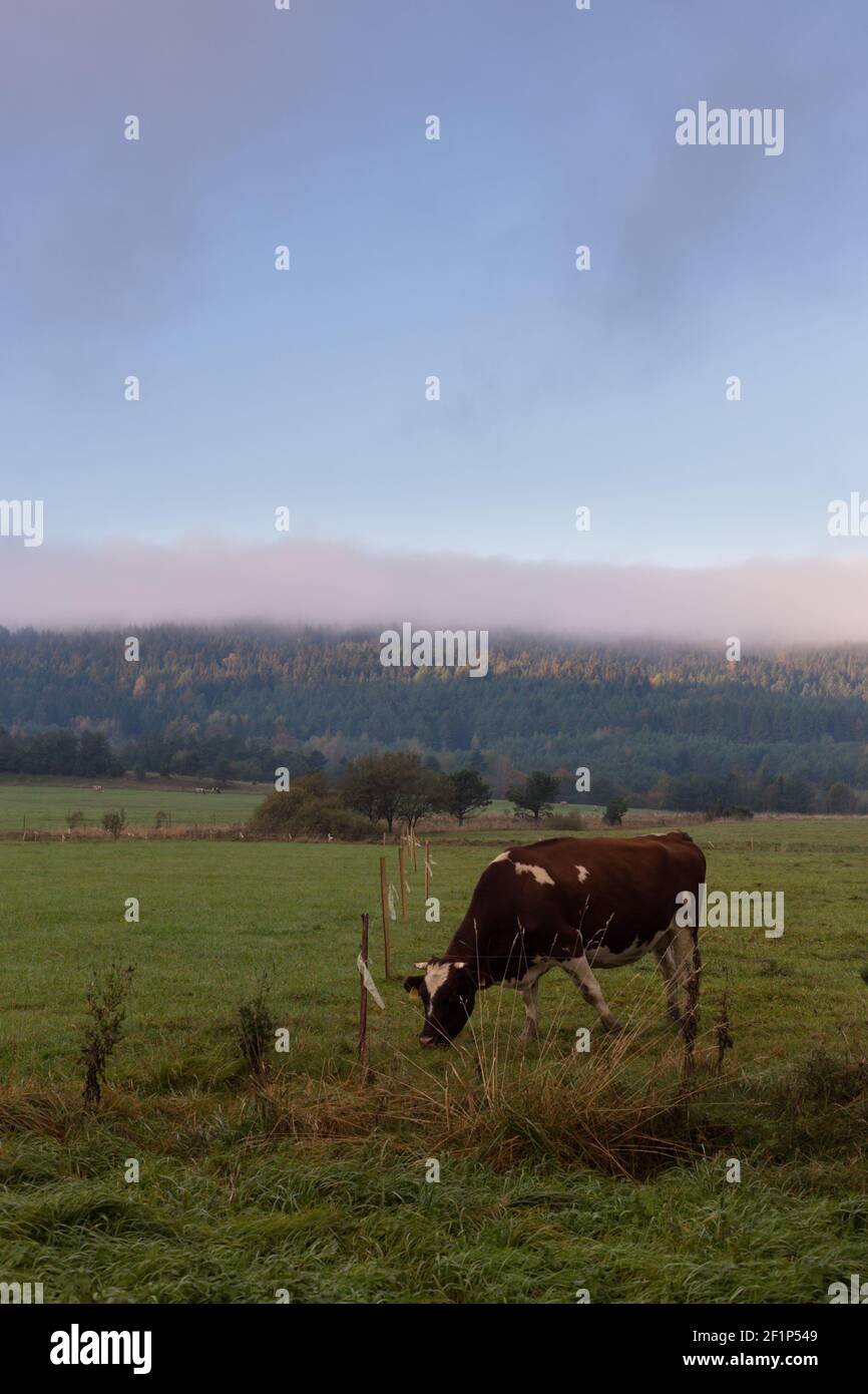 Green Pasture Sunrise High Resolution Stock Photography and Images - Alamy