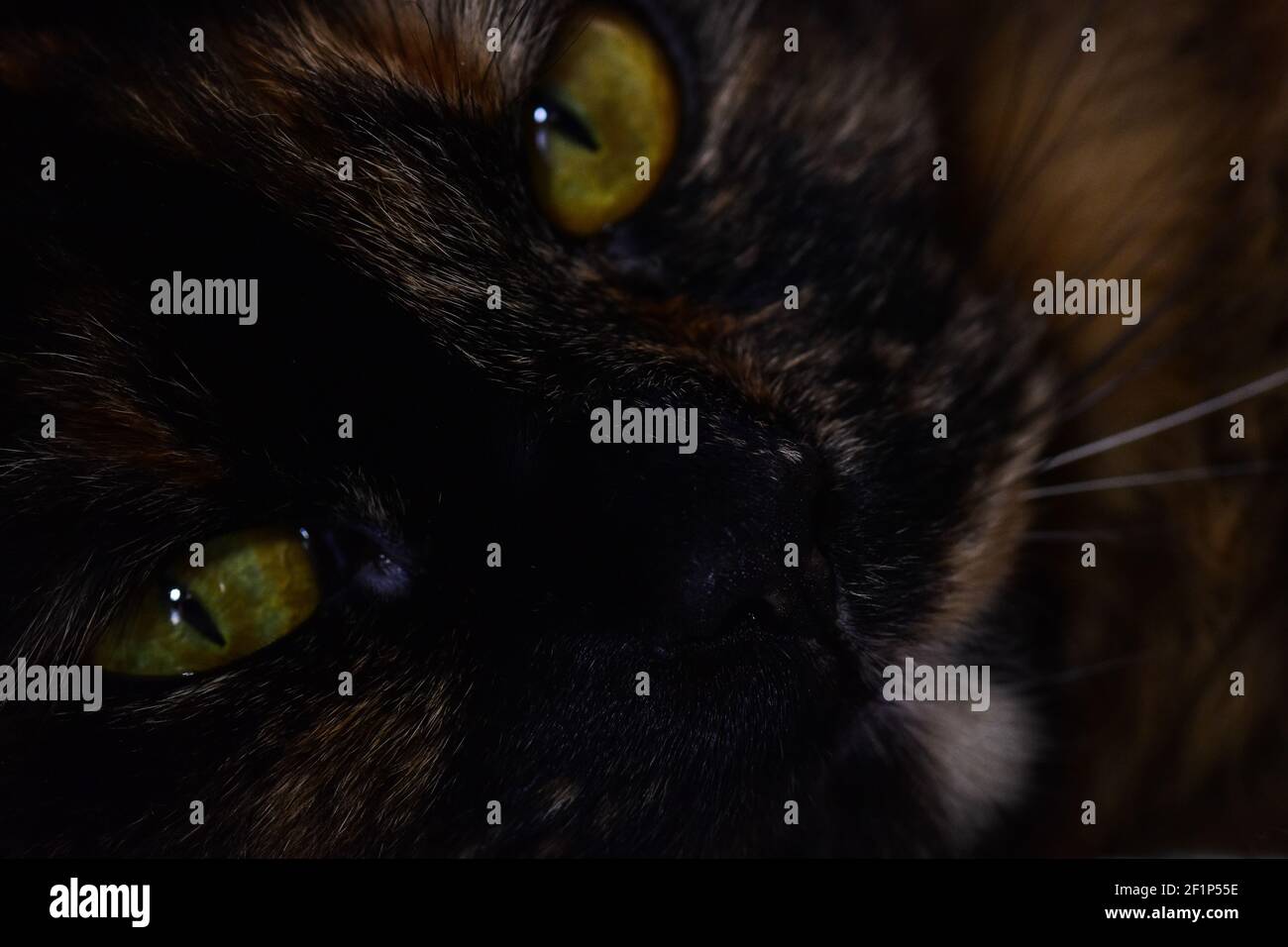 A tortoiseshell cat with green eyes Stock Photo - Alamy