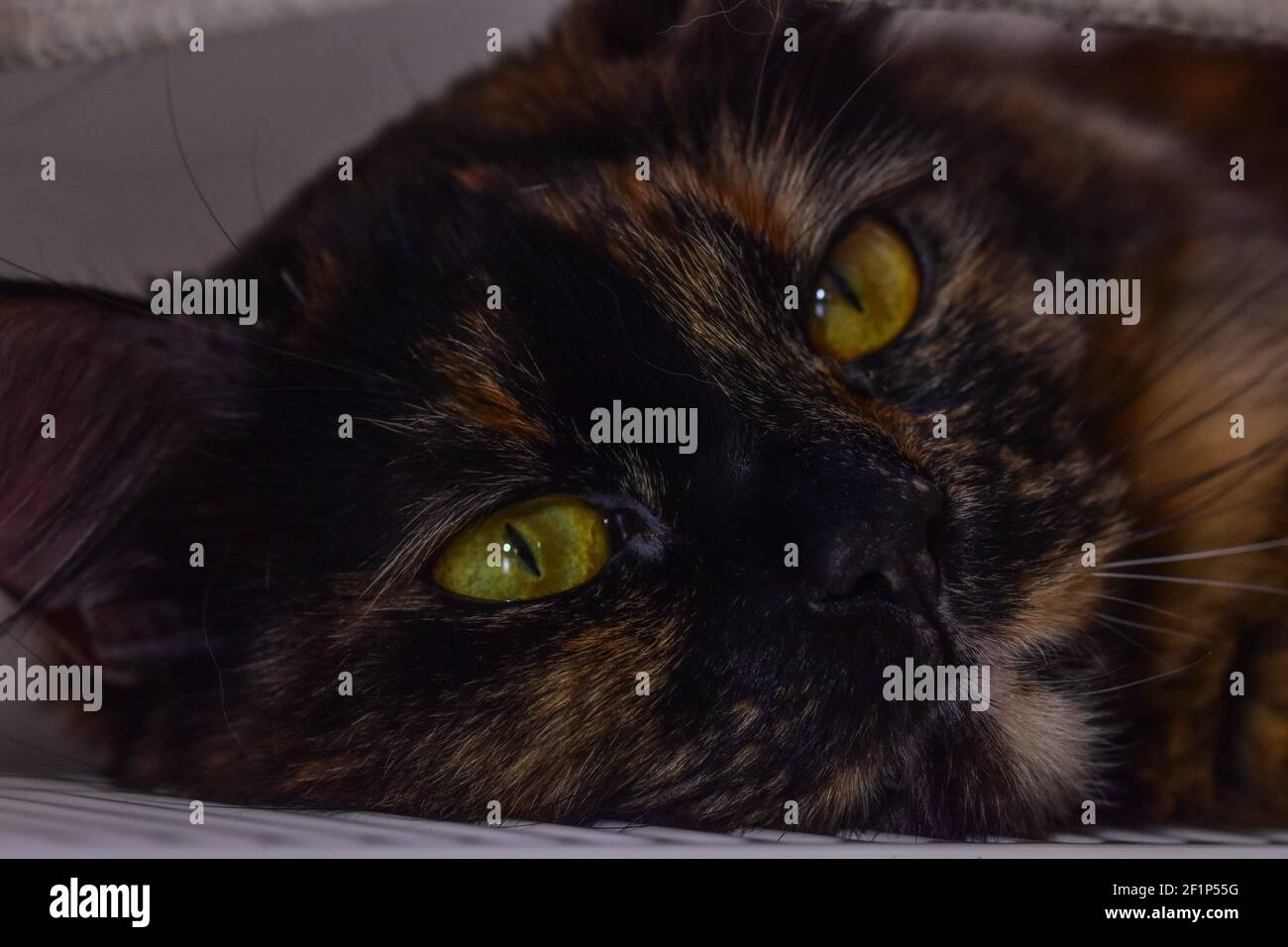 A tortoiseshell cat with green eyes Stock Photo - Alamy