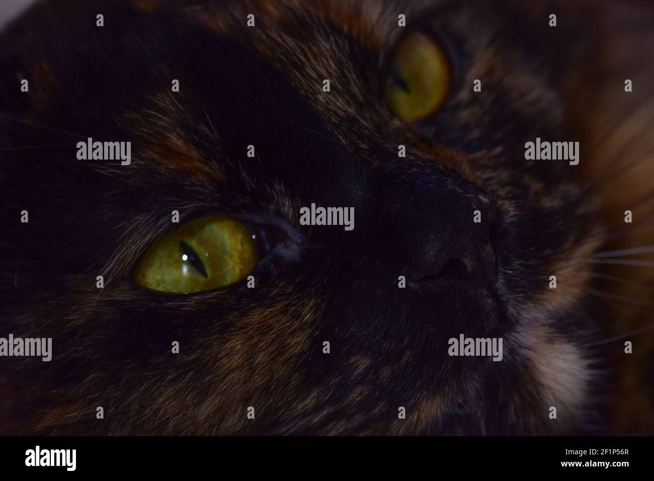 A tortoiseshell cat with green eyes Stock Photo - Alamy