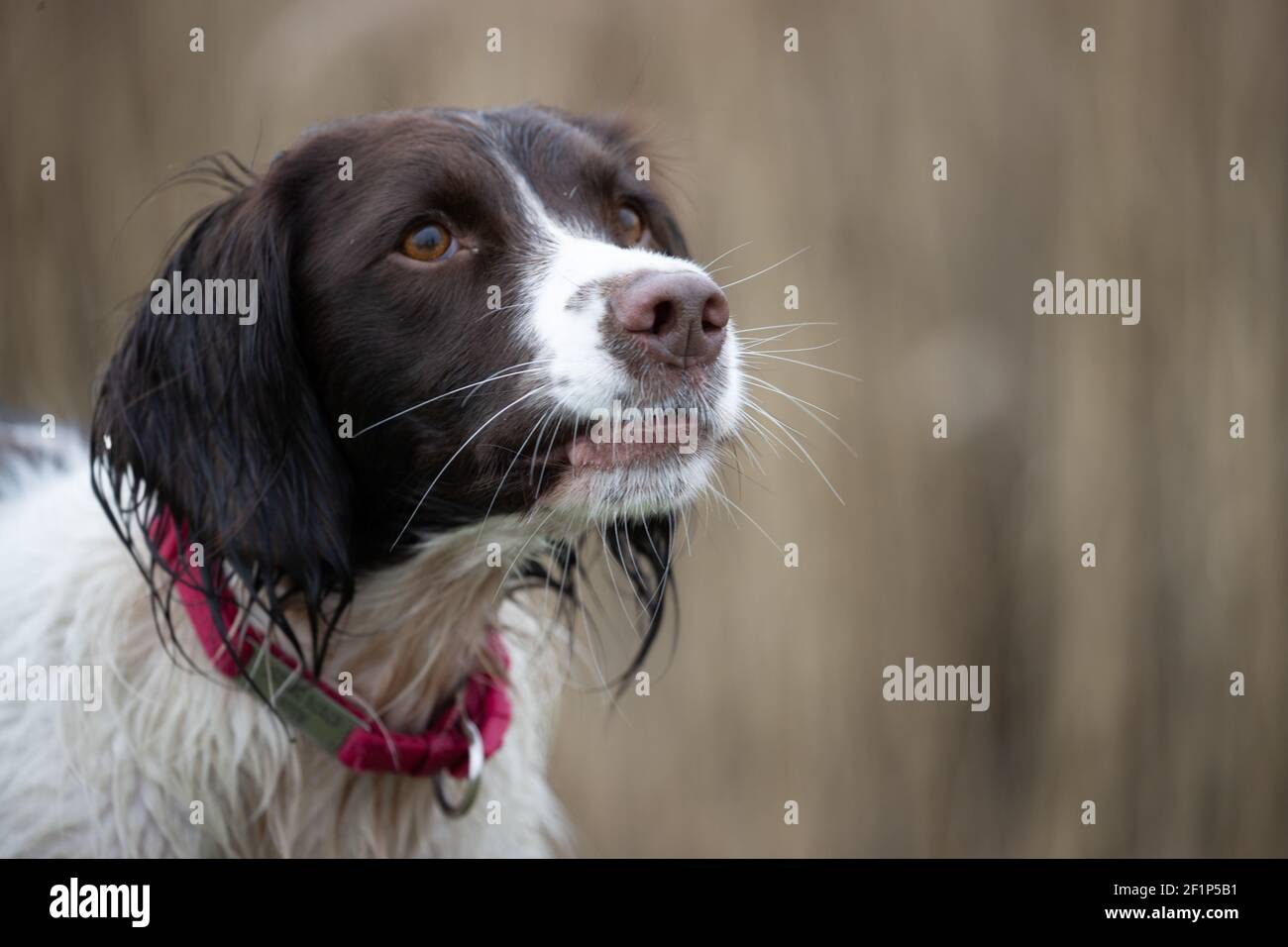 Training english springer spaniels hi-res stock photography and images ...
