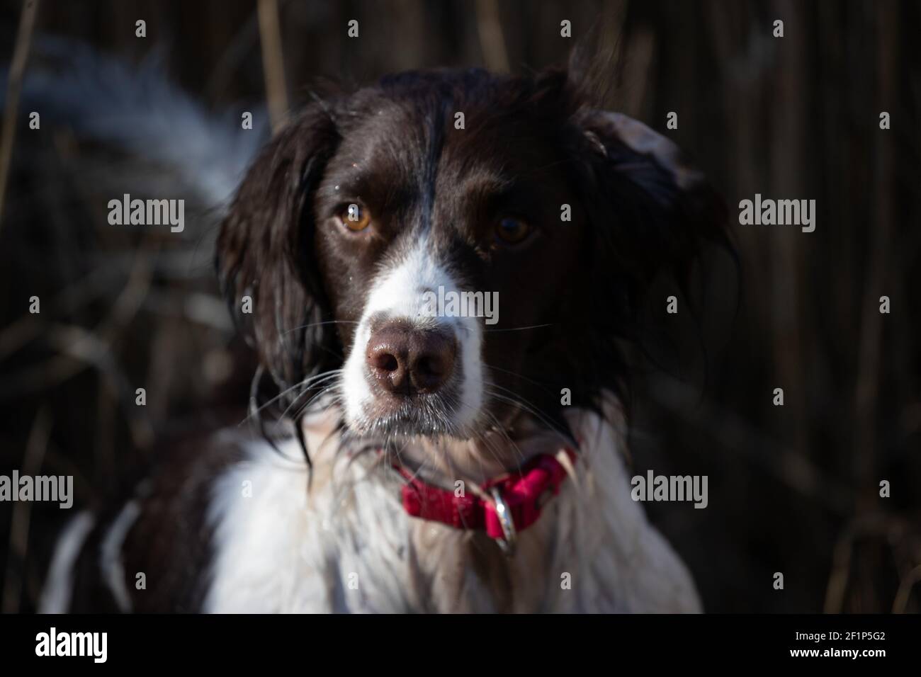 Spaniels English Springers High Resolution Stock Photography and Images ...