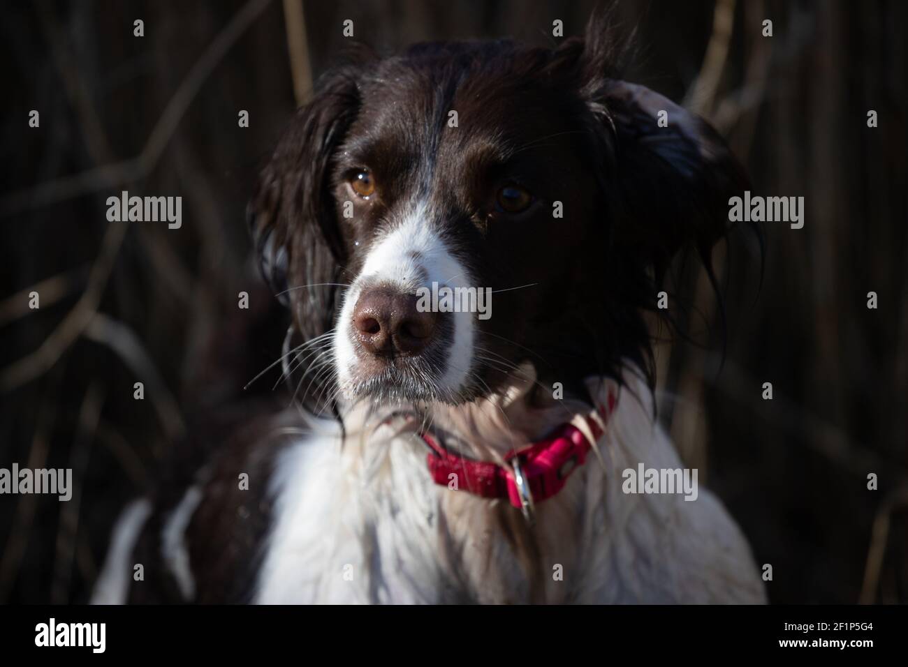 Spaniels English Springers High Resolution Stock Photography and Images ...
