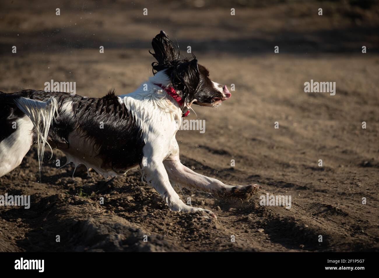 Spaniels English Springers High Resolution Stock Photography and Images ...