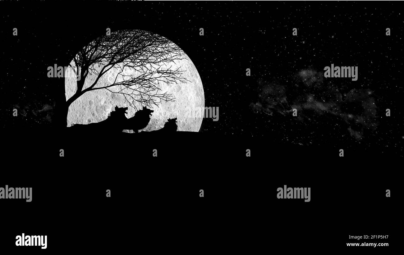 Fairytale like tree forest Black and White Stock Photos & Images - Alamy
