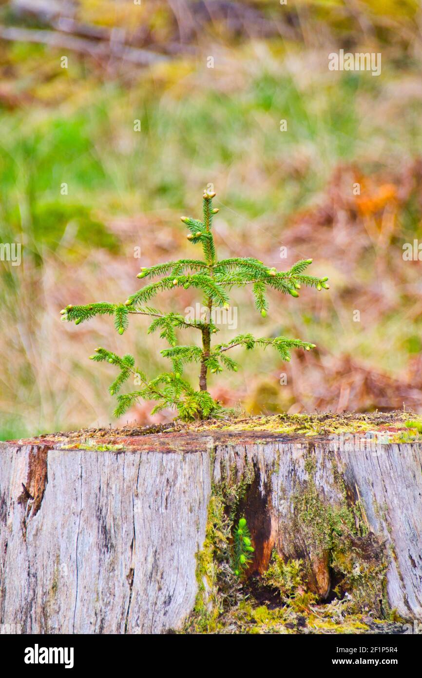 a little new tree grows on an old tree Stock Photo - Alamy