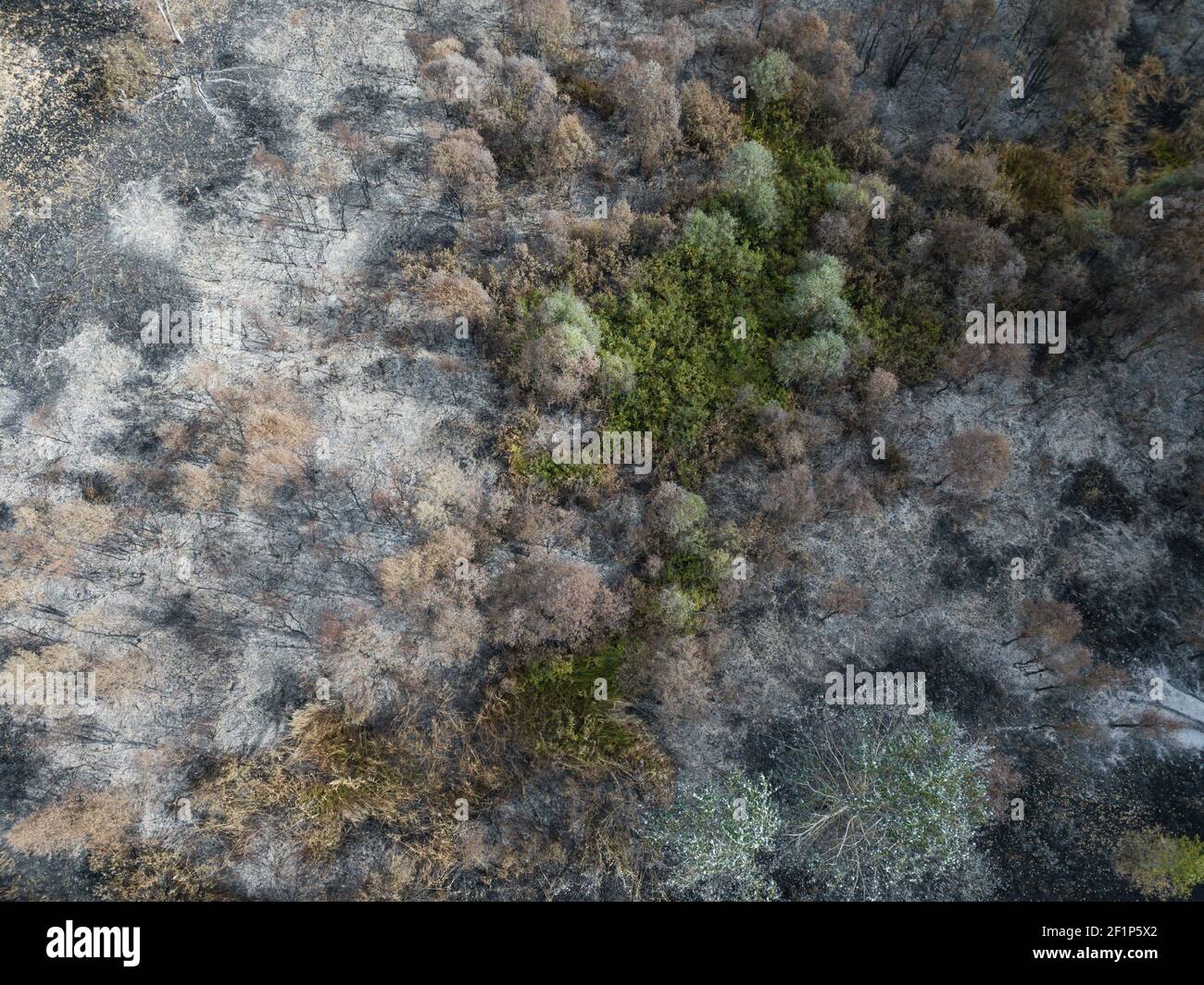 Aerial top view to burnt out trees after forest fire Stock Photo - Alamy