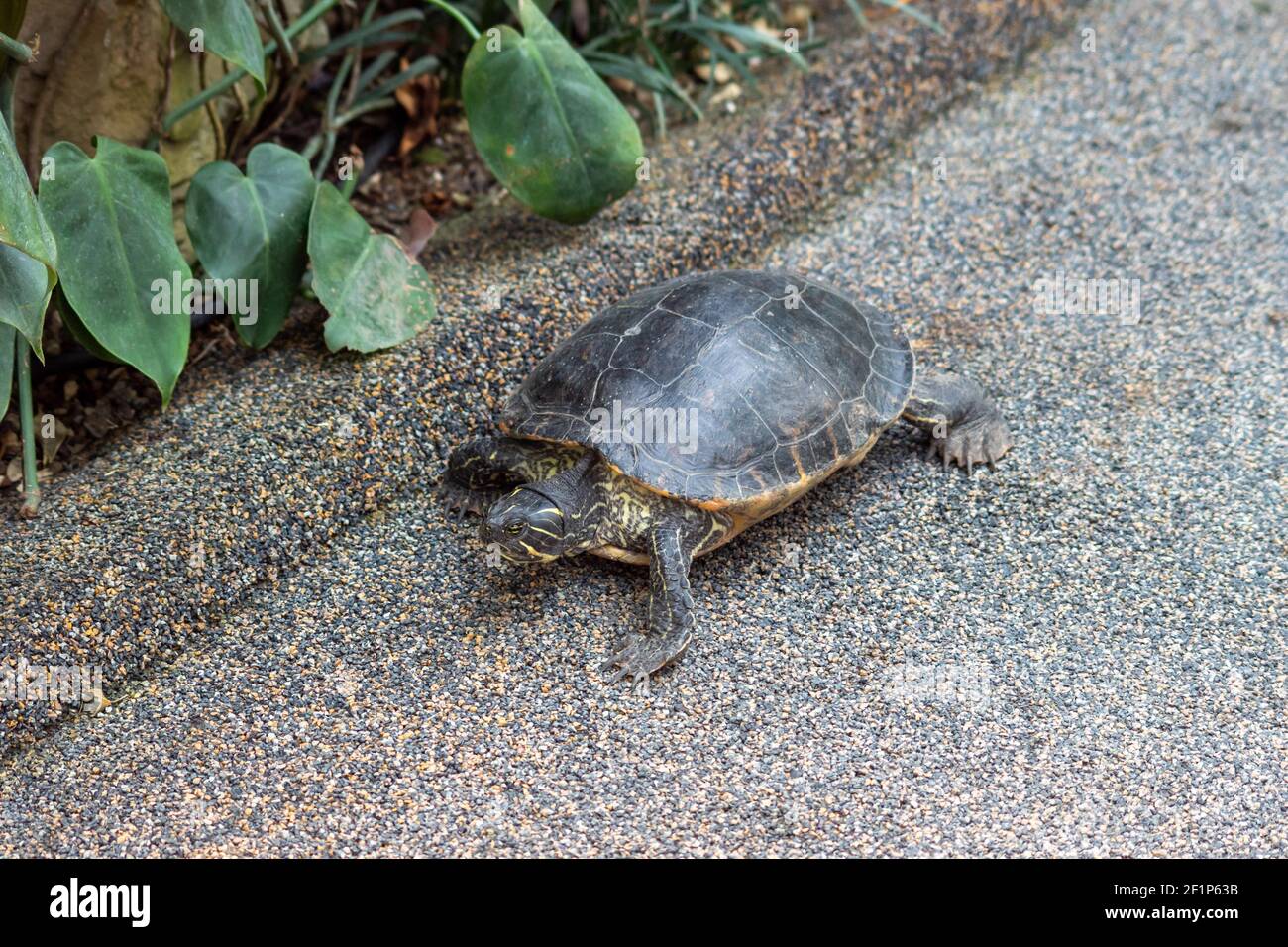 Ornamental fauna hi-res stock photography and images - Alamy