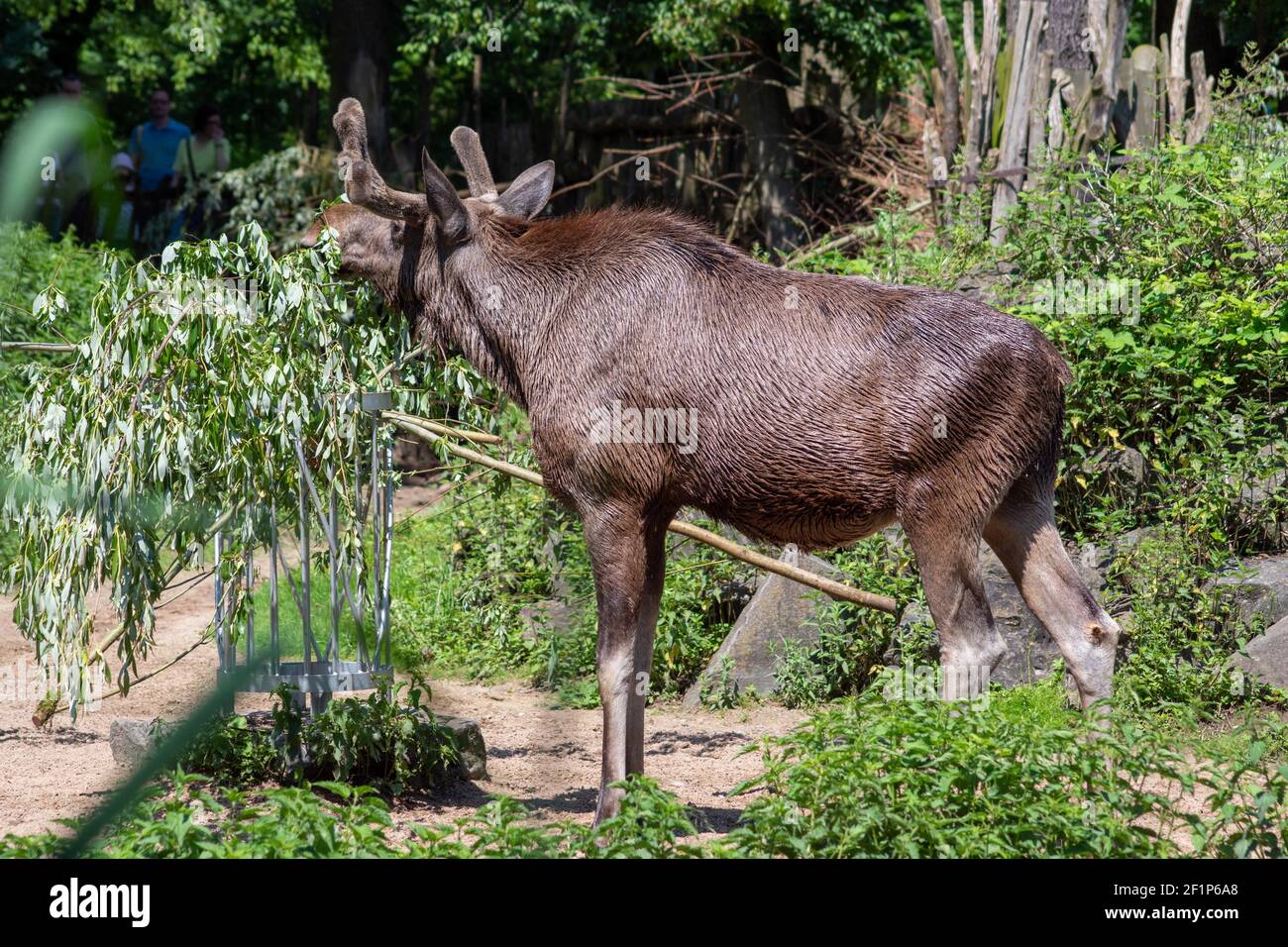 A moose eating green leaves on a tree Stock Photo - Alamy
