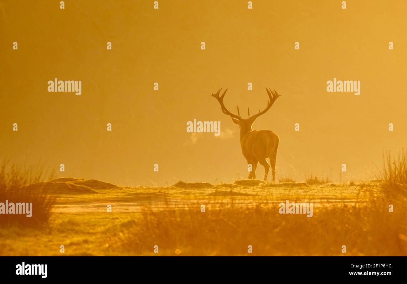 London, UK. 09th Mar, 2021. A huge stag basks in the early morning sun ...