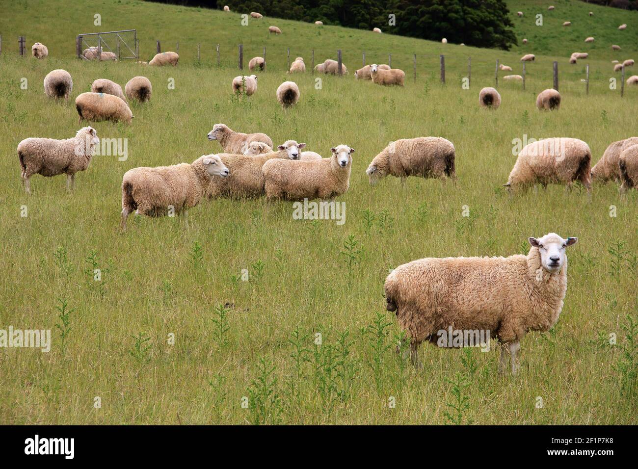 Typical new zealand animal hi-res stock photography and images - Alamy
