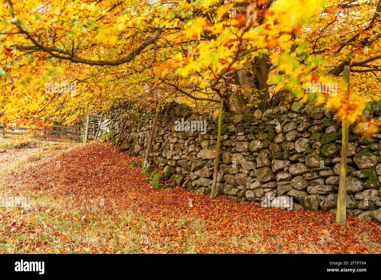 Lake District in autumn colours at Grasmere Stock Photo - Alamy