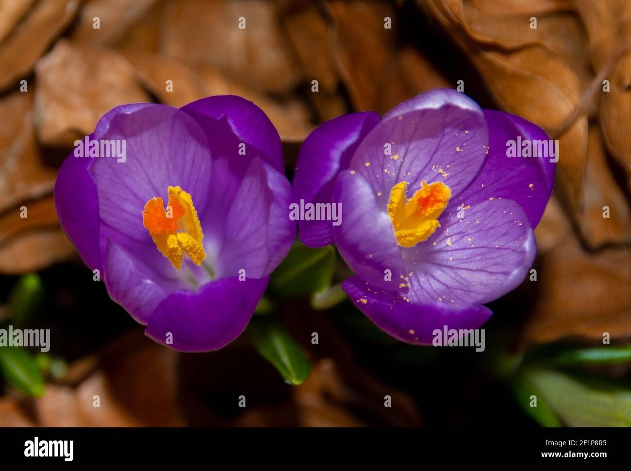 The two purple crocus flowers among dry autumn leaves Stock Photo - Alamy