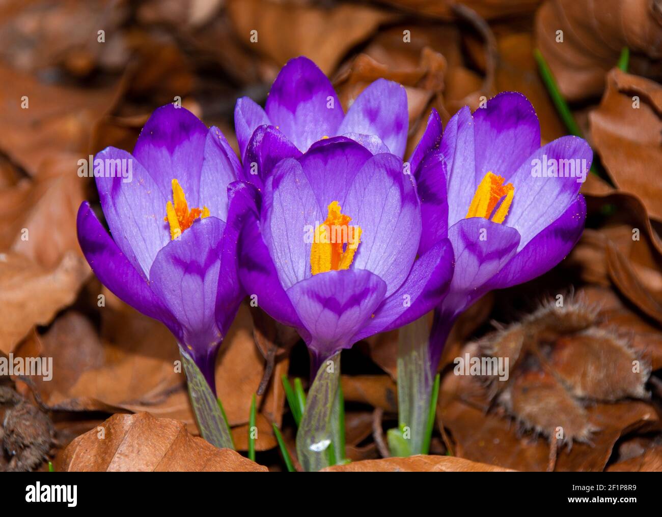 The purple crocus flowers among autumn leaves Stock Photo - Alamy
