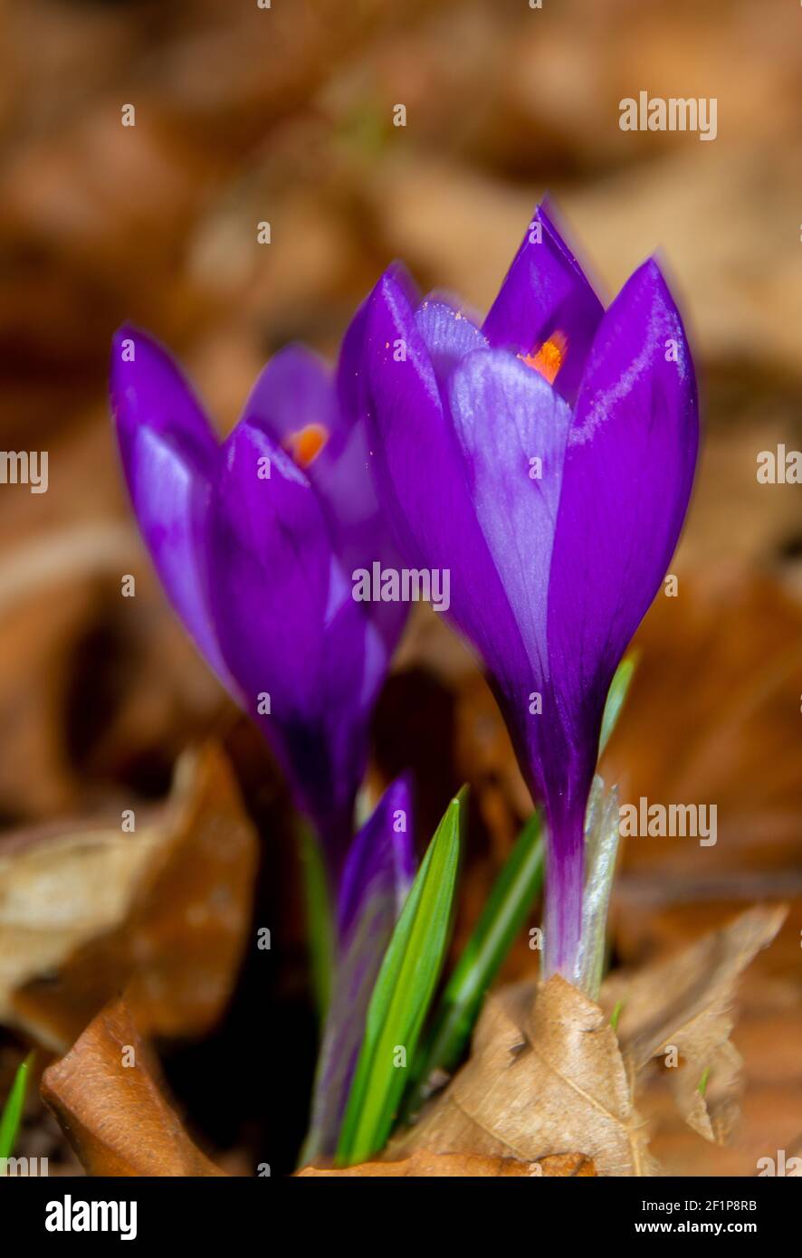 A vertical shot of purple crocus flowers in a garden among dry autumn ...