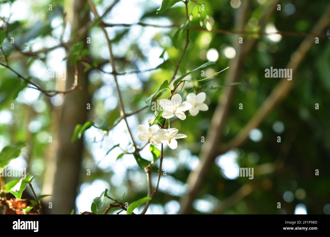 Wind pruning hi-res stock photography and images - Alamy