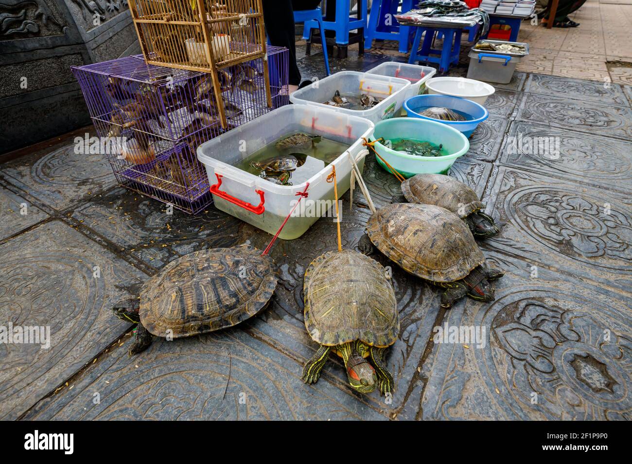 Turtle in street hi-res stock photography and images - Alamy