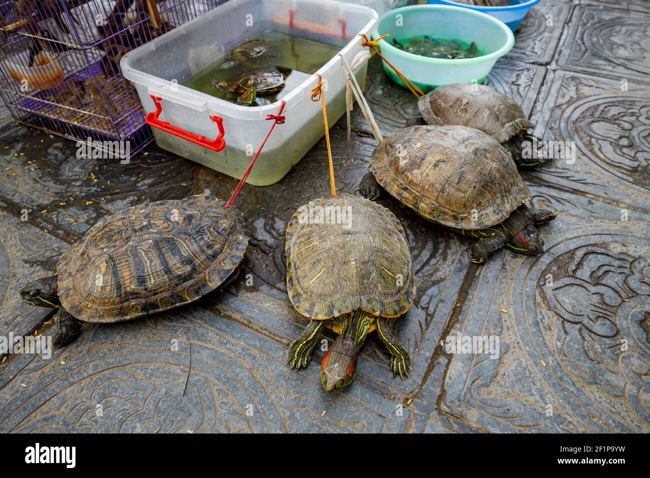 Turtle at a street market of Hanoi in Vietnam Stock Photo - Alamy