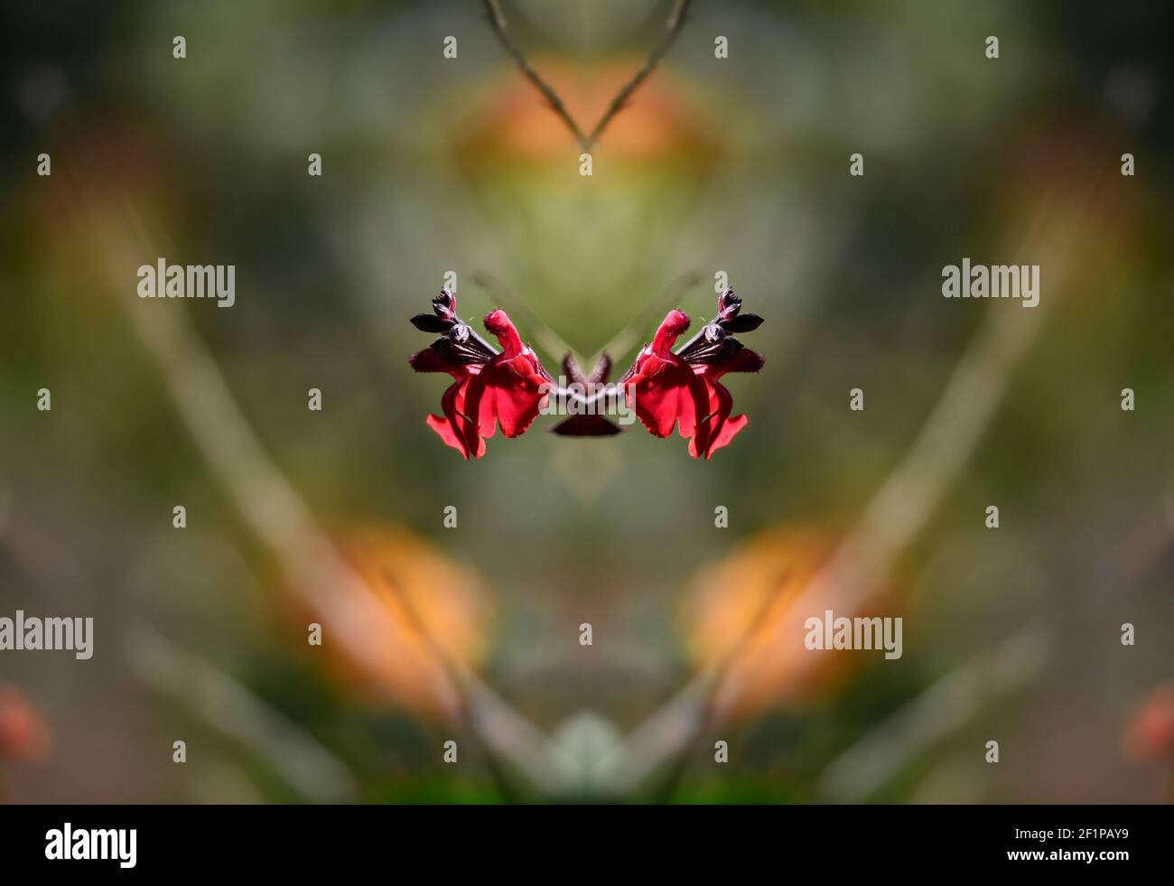 Firecracker vine hi-res stock photography and images - Alamy