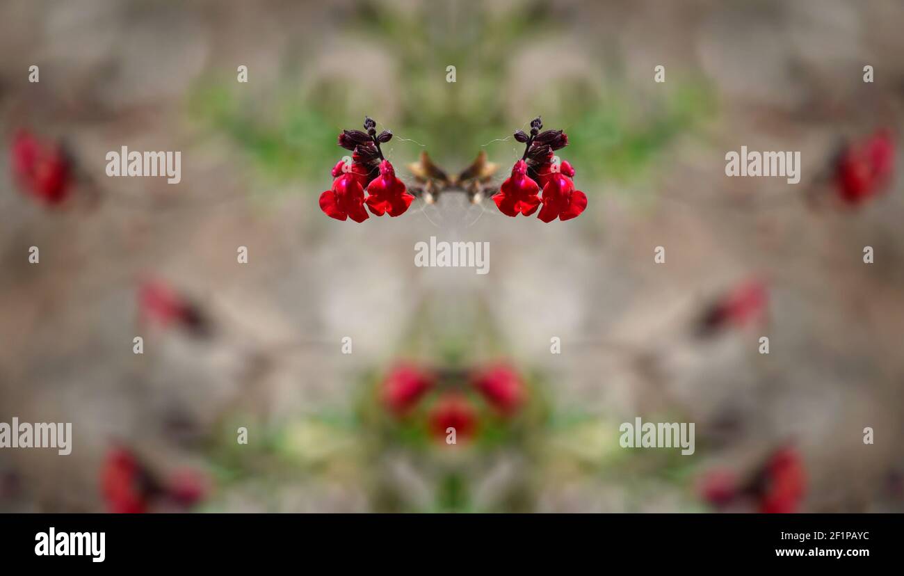 Firecracker Vine High Resolution Stock Photography and Images - Alamy