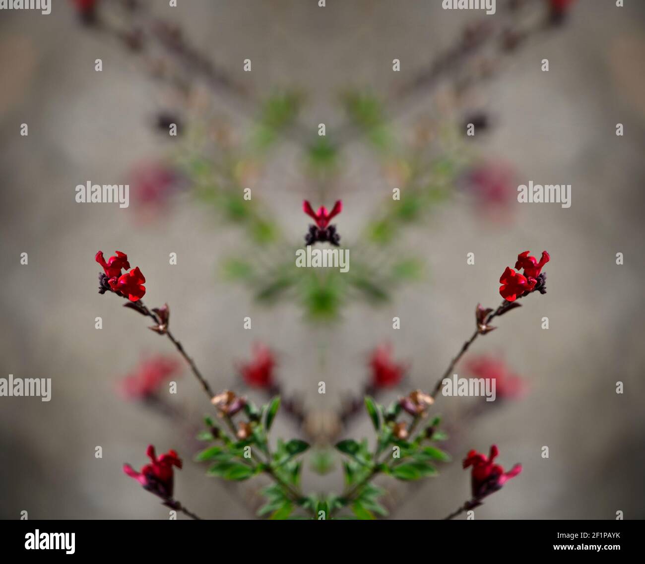 Galvezia speciosa (Island snapdragon) an ornamental plant with trumpet ...