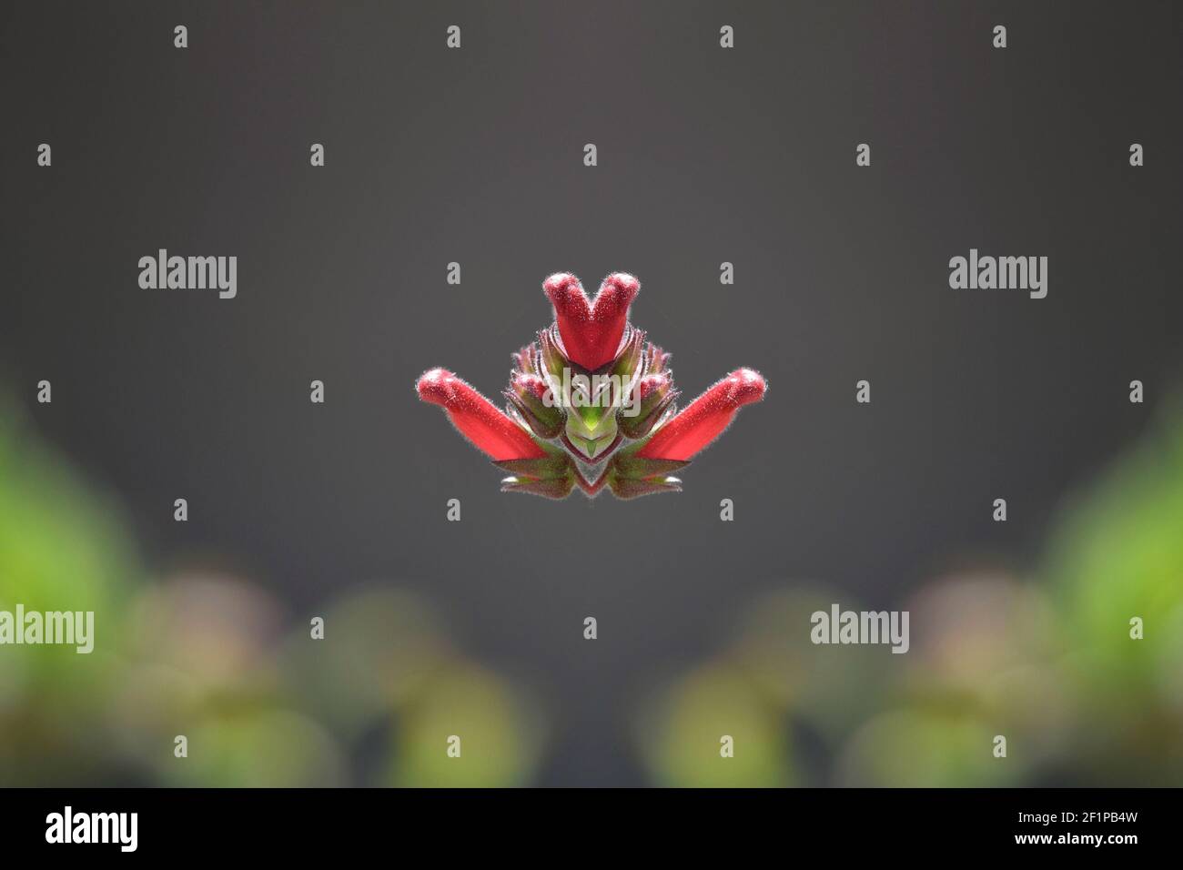 Galvezia speciosa (Island snapdragon) an ornamental plant with trumpet ...