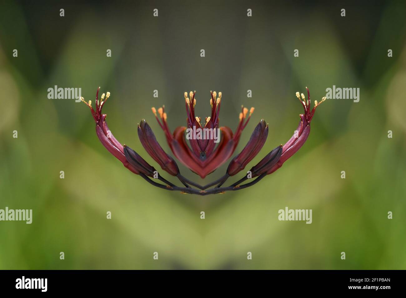 Phormium Tenex (New Zealand Flax) a perennial plant with russet-bronze ...