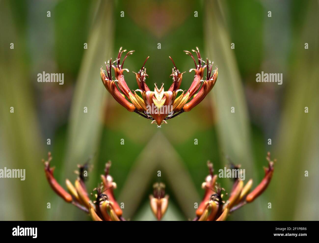 Phormium Tenex (New Zealand Flax) a perennial plant with russet-bronze ...