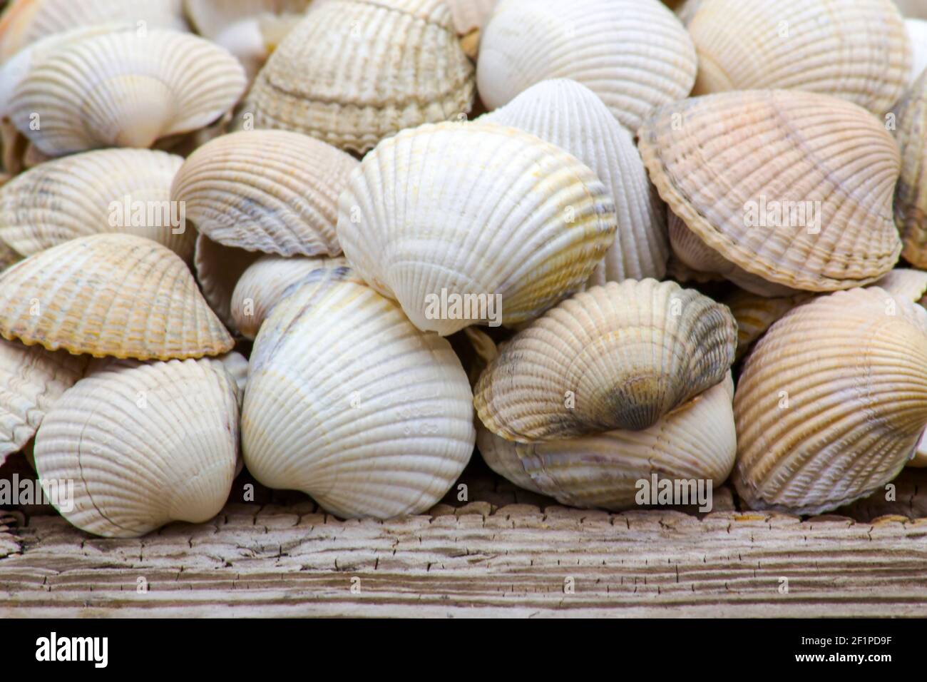 Empty crab shells hi-res stock photography and images - Alamy