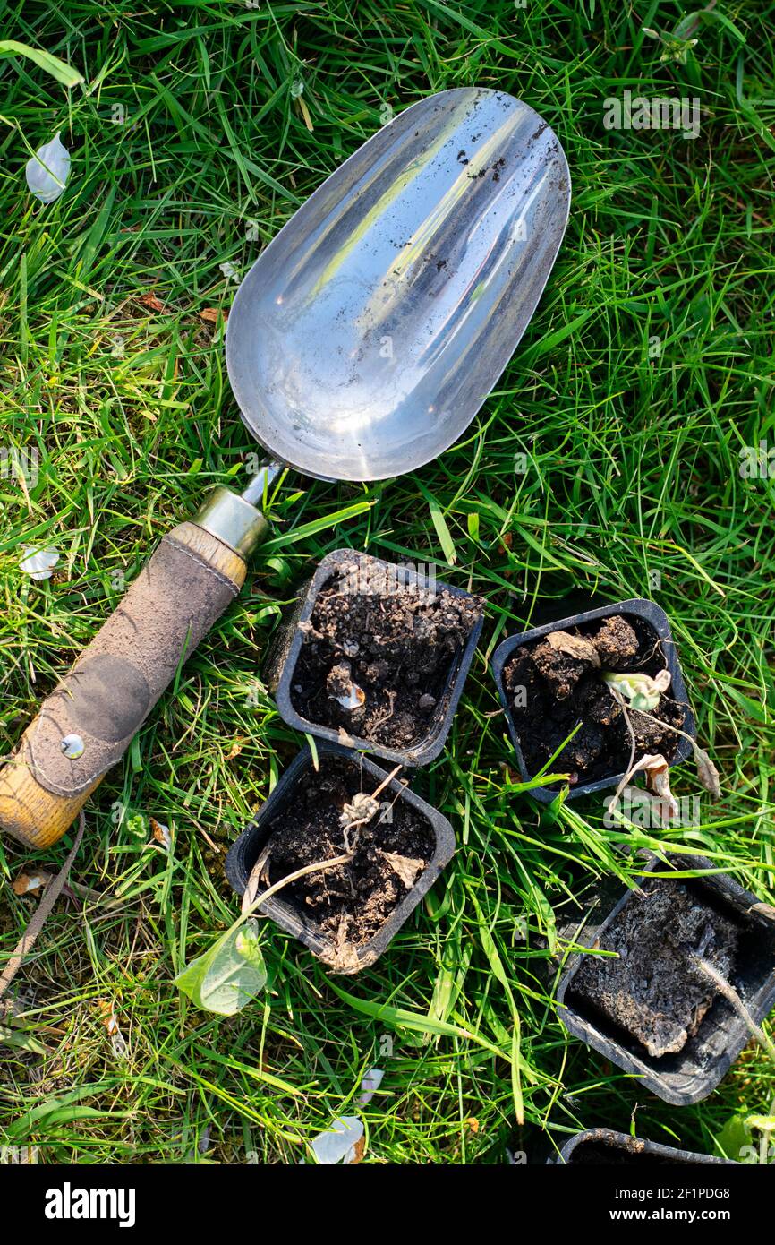 Planting trowel hi-res stock photography and images - Alamy