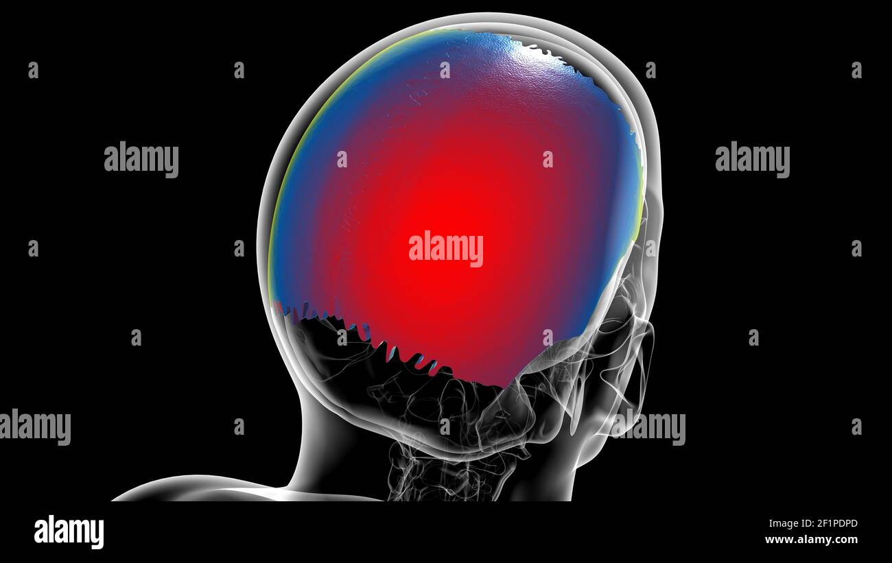 Human Skeleton Skull Parietal Bone Anatomy For Medical Concept 3D ...