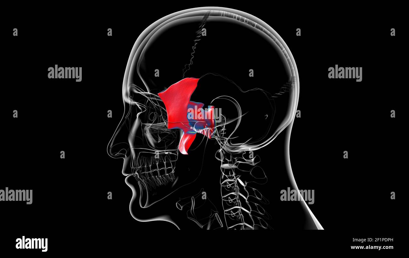 Human Skeleton Skull Sphenoid Bone Anatomy For Medical Concept 3D ...